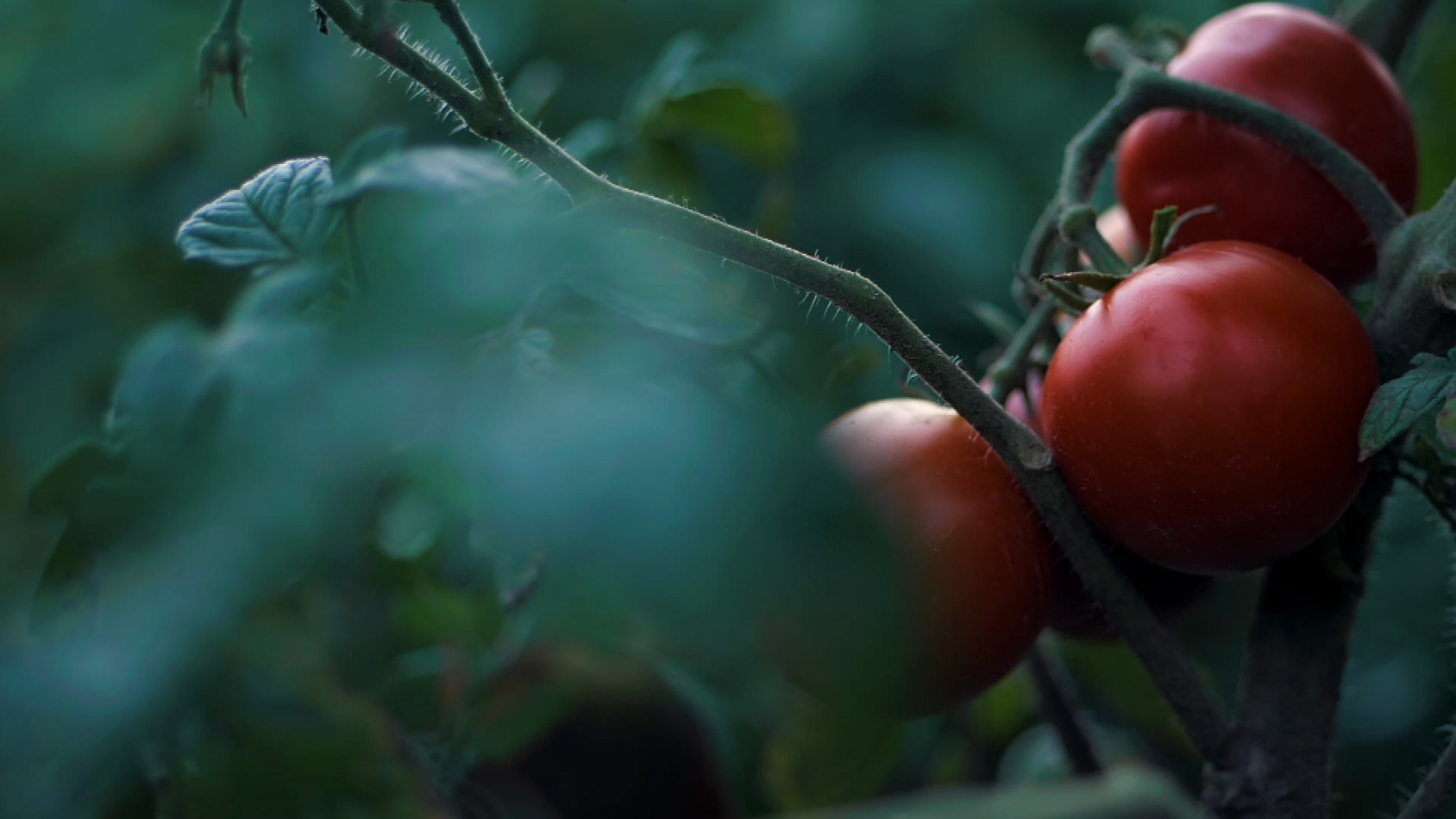 Interfresh | A World of Fresh Ideas